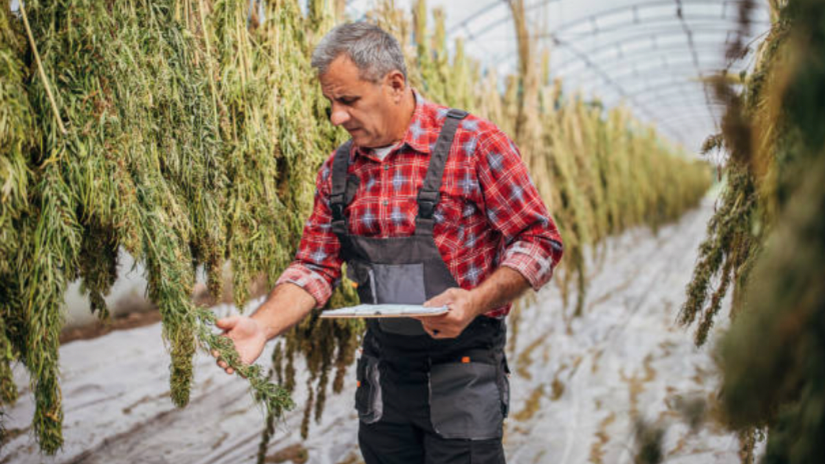 How To Cure Weed: Guide to Perfectly Preserved Buds – Staze