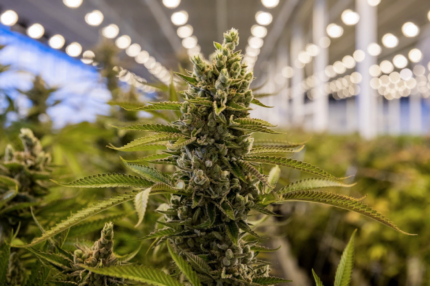 Proper Cannabis Storage: Keep Your Stash Fresh & Potent – Staze